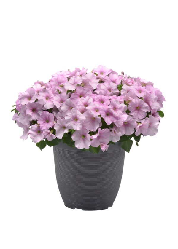 Easy Wave Pink Pearl Petunia - Berlin Seeds