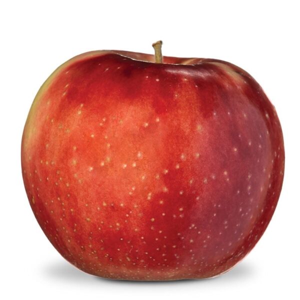 Zestar Orchard Trees - Berlin Seeds