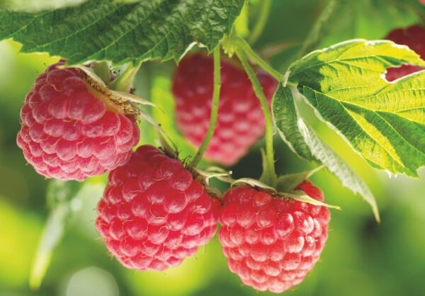 Raspberries - Berlin Seeds