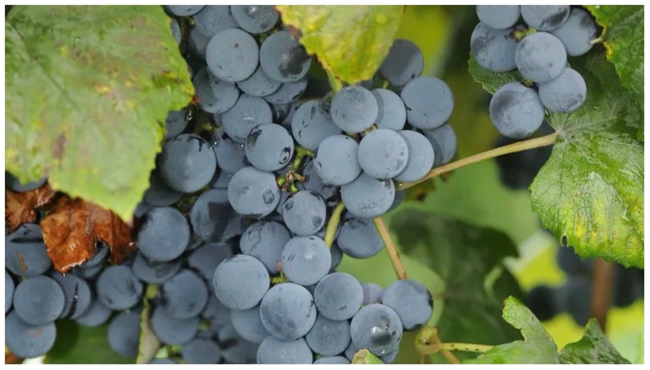 Concord Grapes - Berlin Seeds