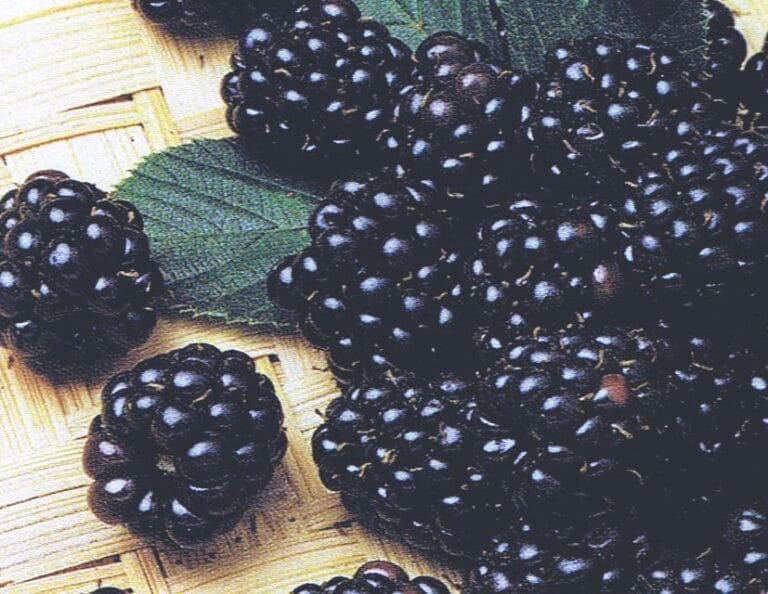 Chester Blackberries - Berlin Seeds
