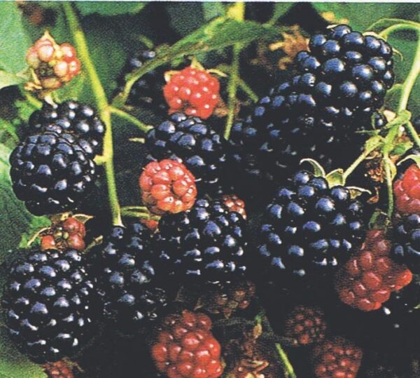 Triple Crown Blackberries - Berlin Seeds