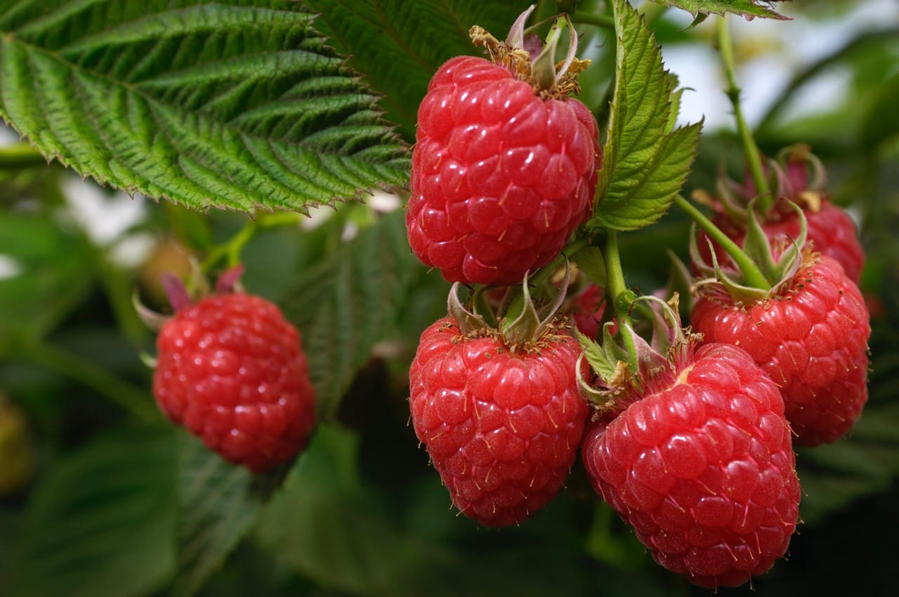 Caroline Raspberries - Berlin Seeds