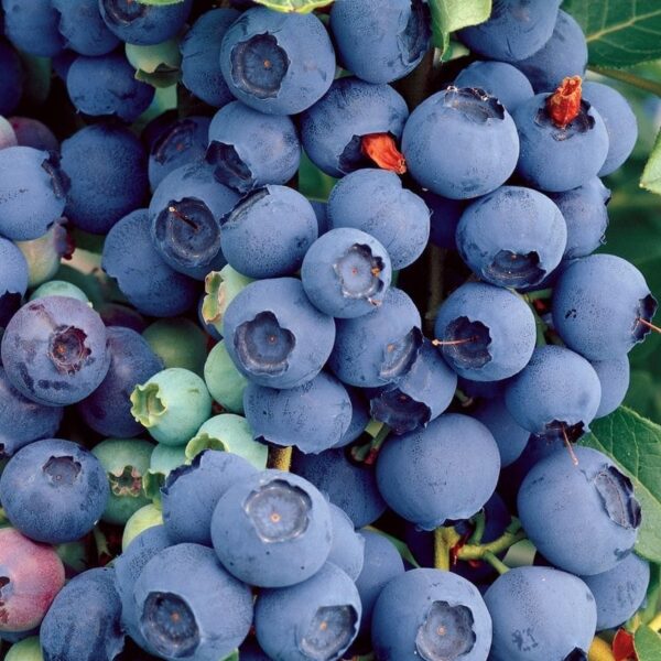 Blue Crop Blueberries - Berlin Seeds