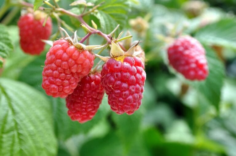 Raspberries - Berlin Seeds