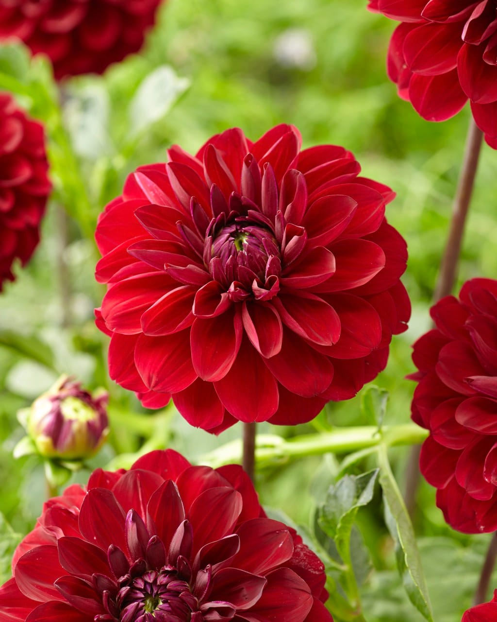 Red Queen Flower Bulbs - Berlin Seeds