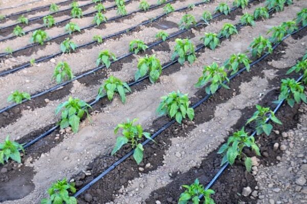 Drip Tape Watering, Irrigation & Spraying - Berlin Seeds
