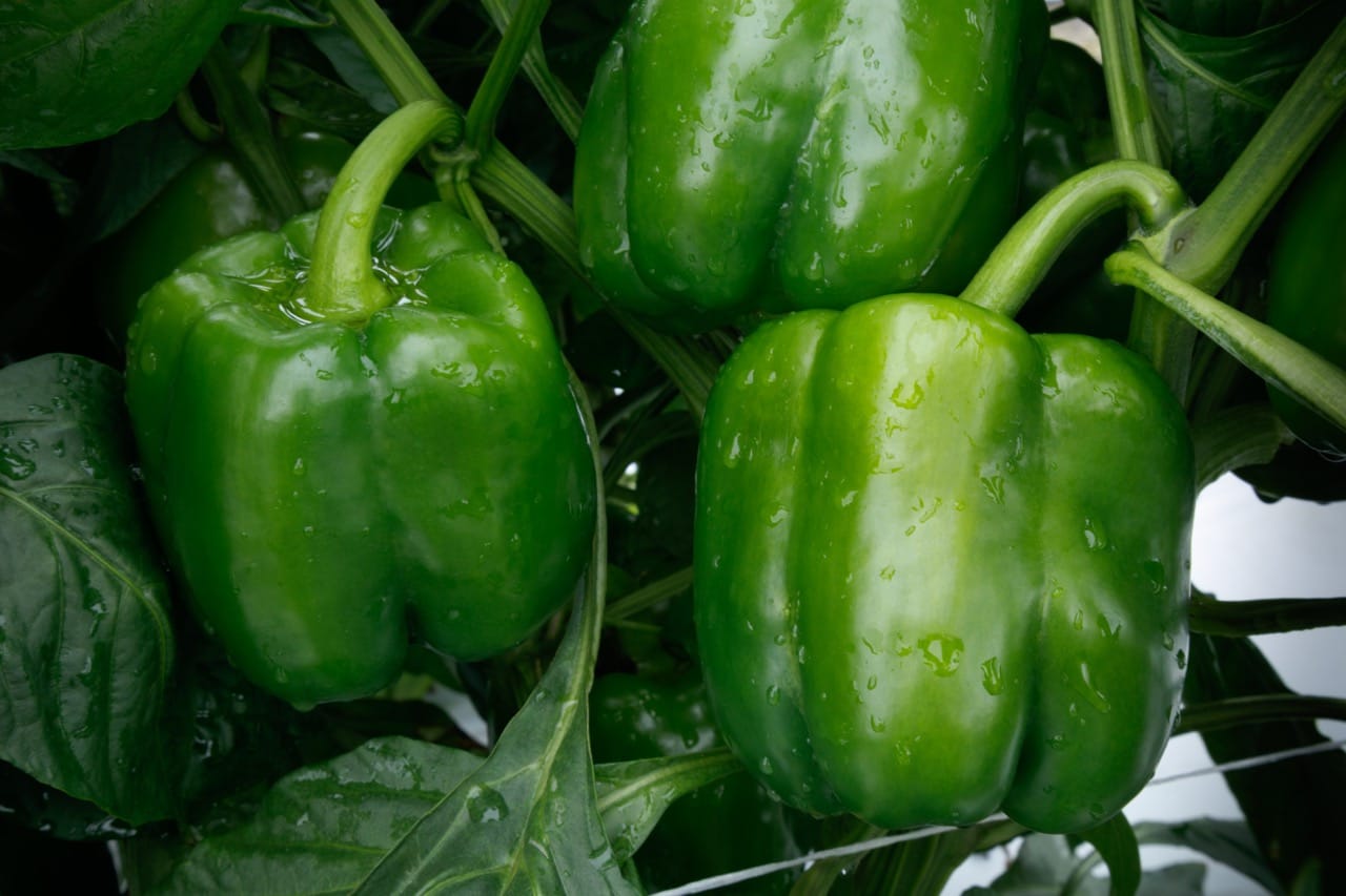 Nitro S10 Peppers - Berlin Seeds