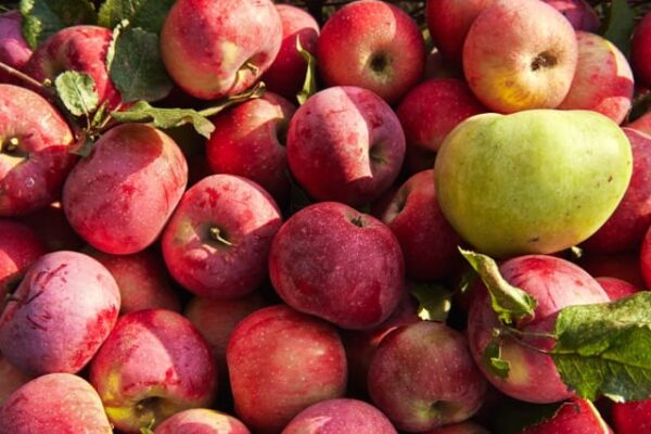 Heritage Apple Combo Orchard Trees - Berlin Seeds