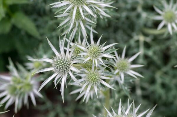 White Glitter Sea Holly - Berlin Seeds